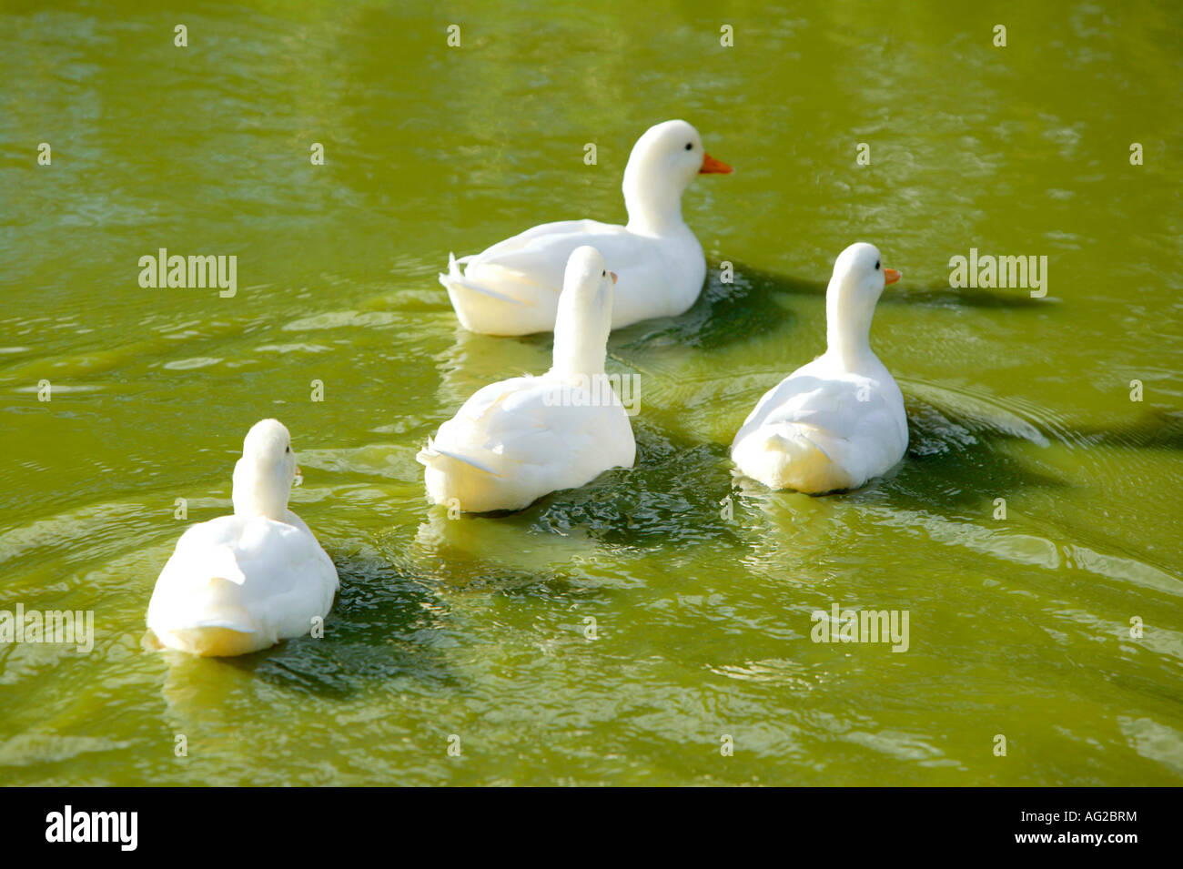White Ducks In Water Ducks And Water Myths And Truths Pumpjack