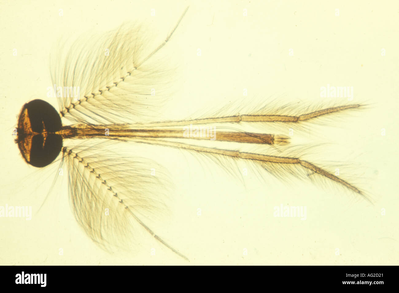 Science Microscopic Mosquito head and mouth part Stock Photo - Alamy