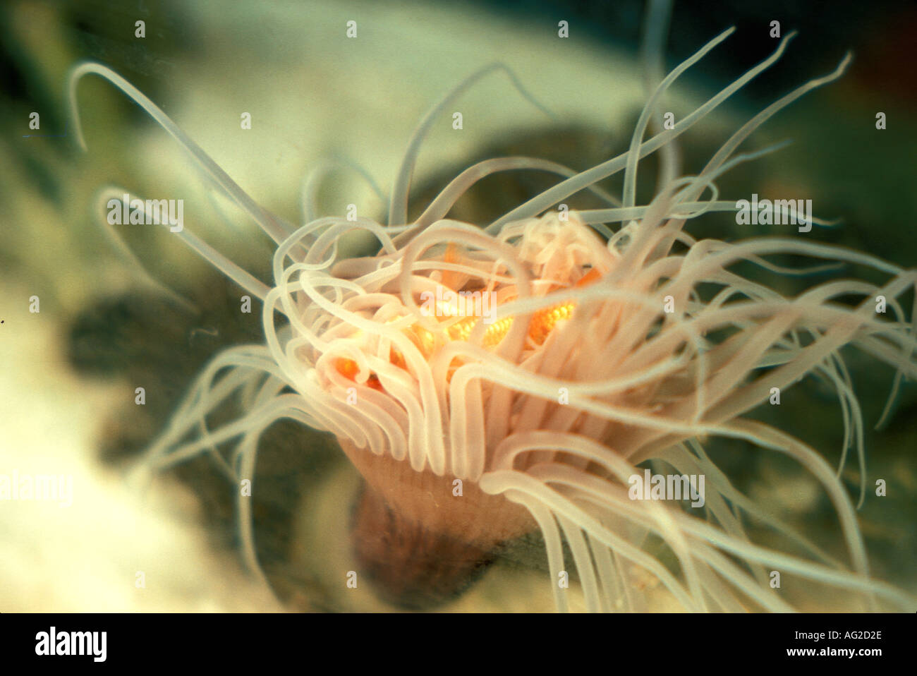 Sea anemone eating hi-res stock photography and images - Alamy