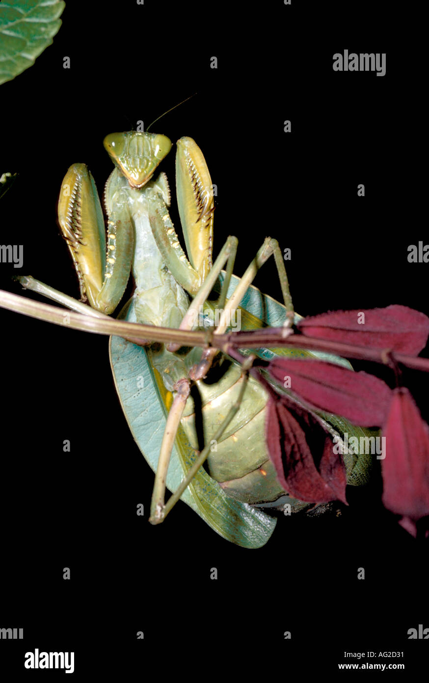 African flower mantis hi-res stock photography and images - Alamy