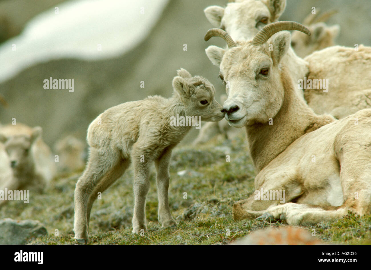Mammal Sheep Bighorn Stock Photo - Alamy