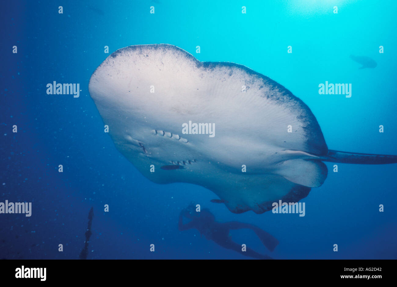 Ray gill hi-res stock photography and images - Alamy