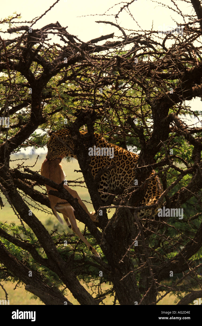Killer leopard hi-res stock photography and images - Alamy