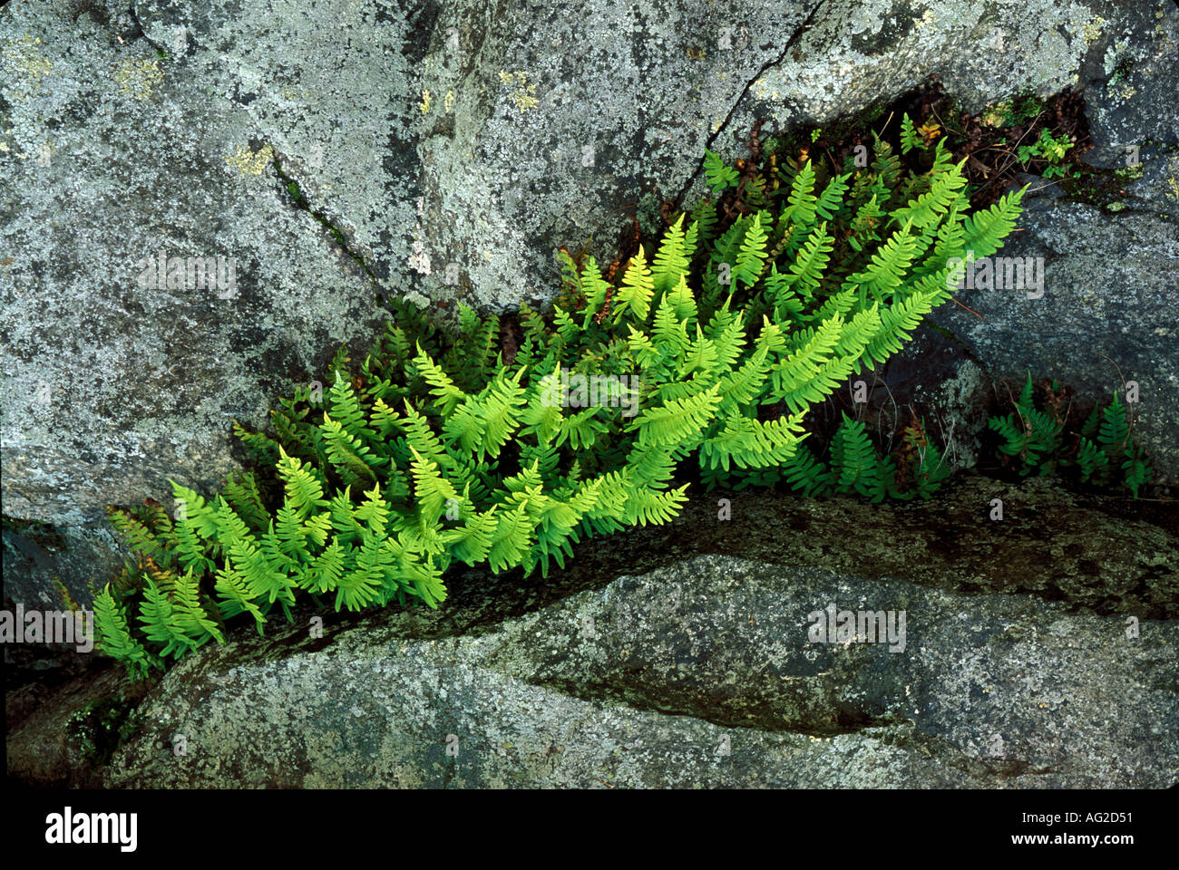 Common fern hi-res stock photography and images - Alamy