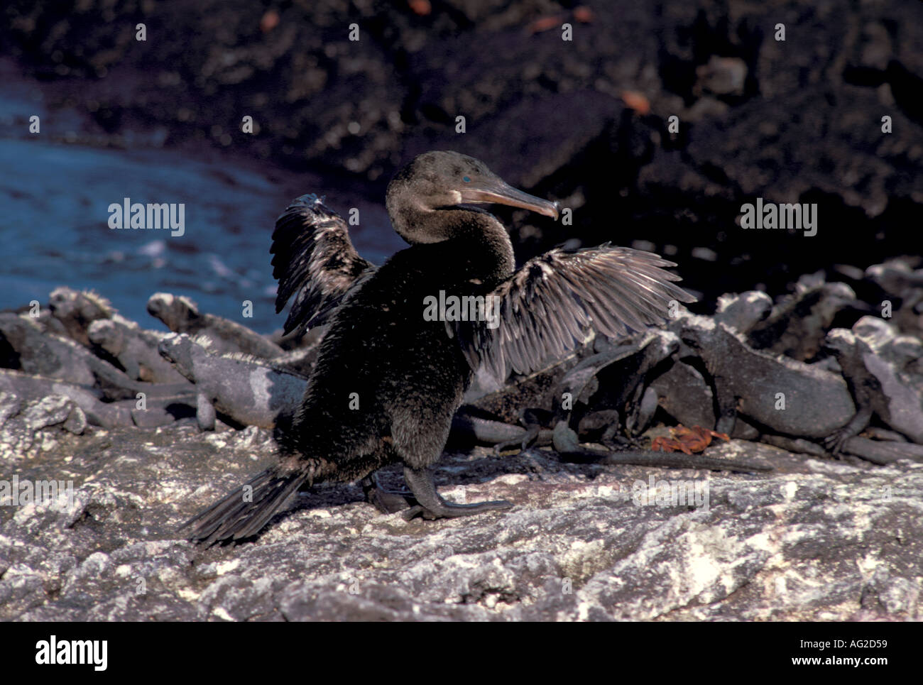 Flightless wings hi-res stock photography and images - Alamy