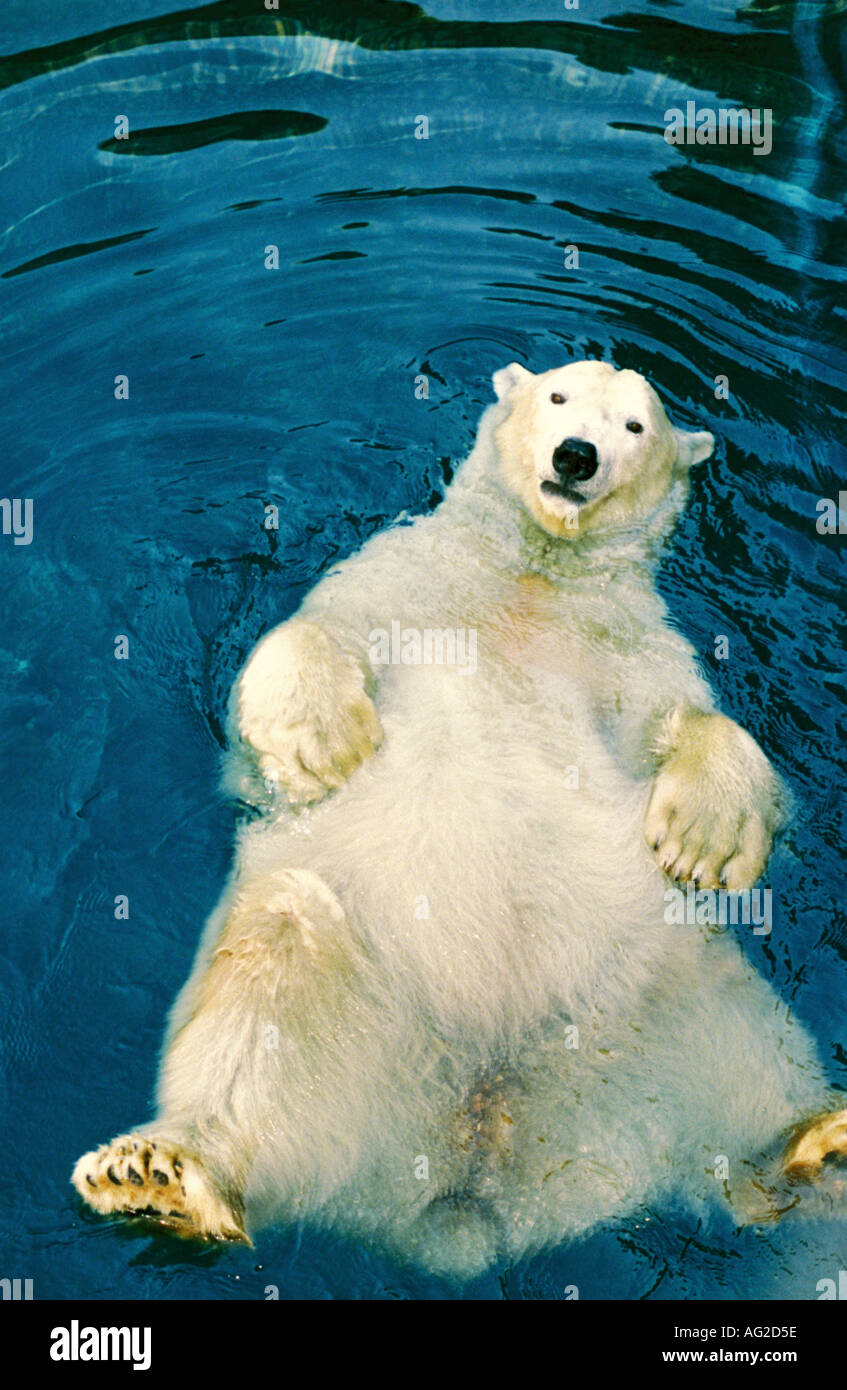 Mammal Polar Bear Stock Photo - Alamy