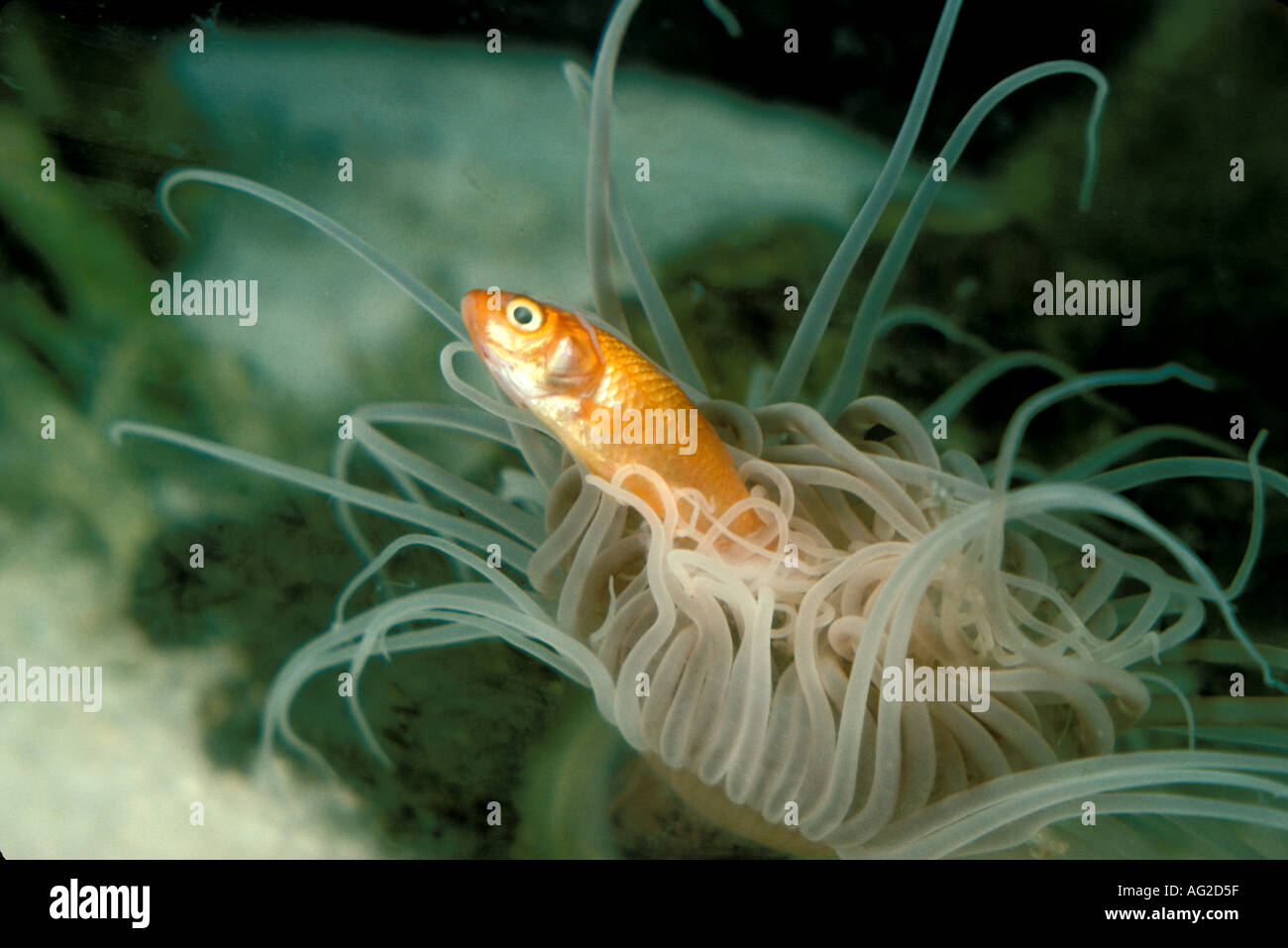 Anemone sea prey hi-res stock photography and images - Alamy