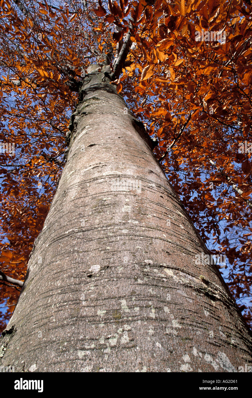 American beech leaf hi-res stock photography and images - Alamy