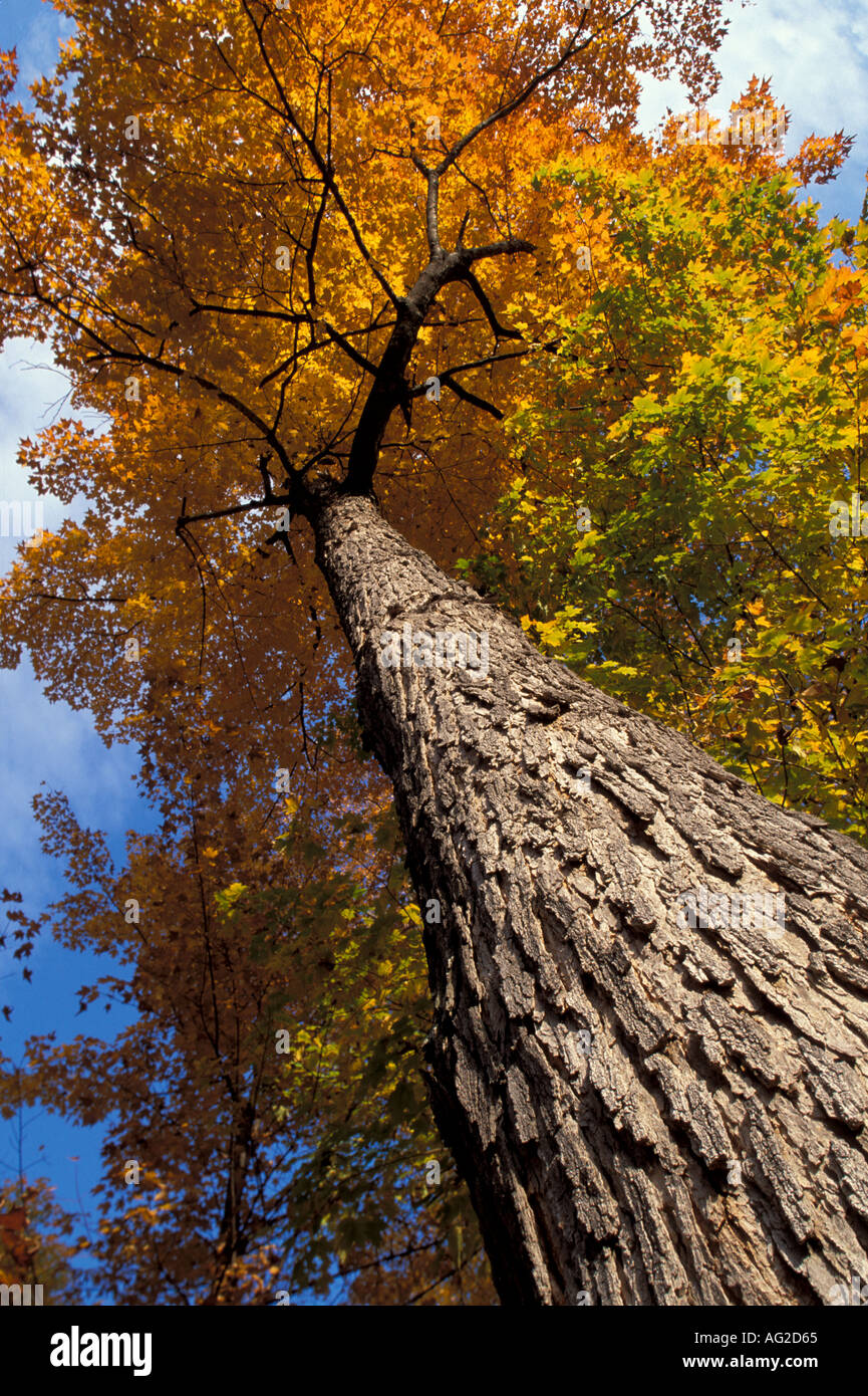 Tall sugar maple tree hi-res stock photography and images - Alamy