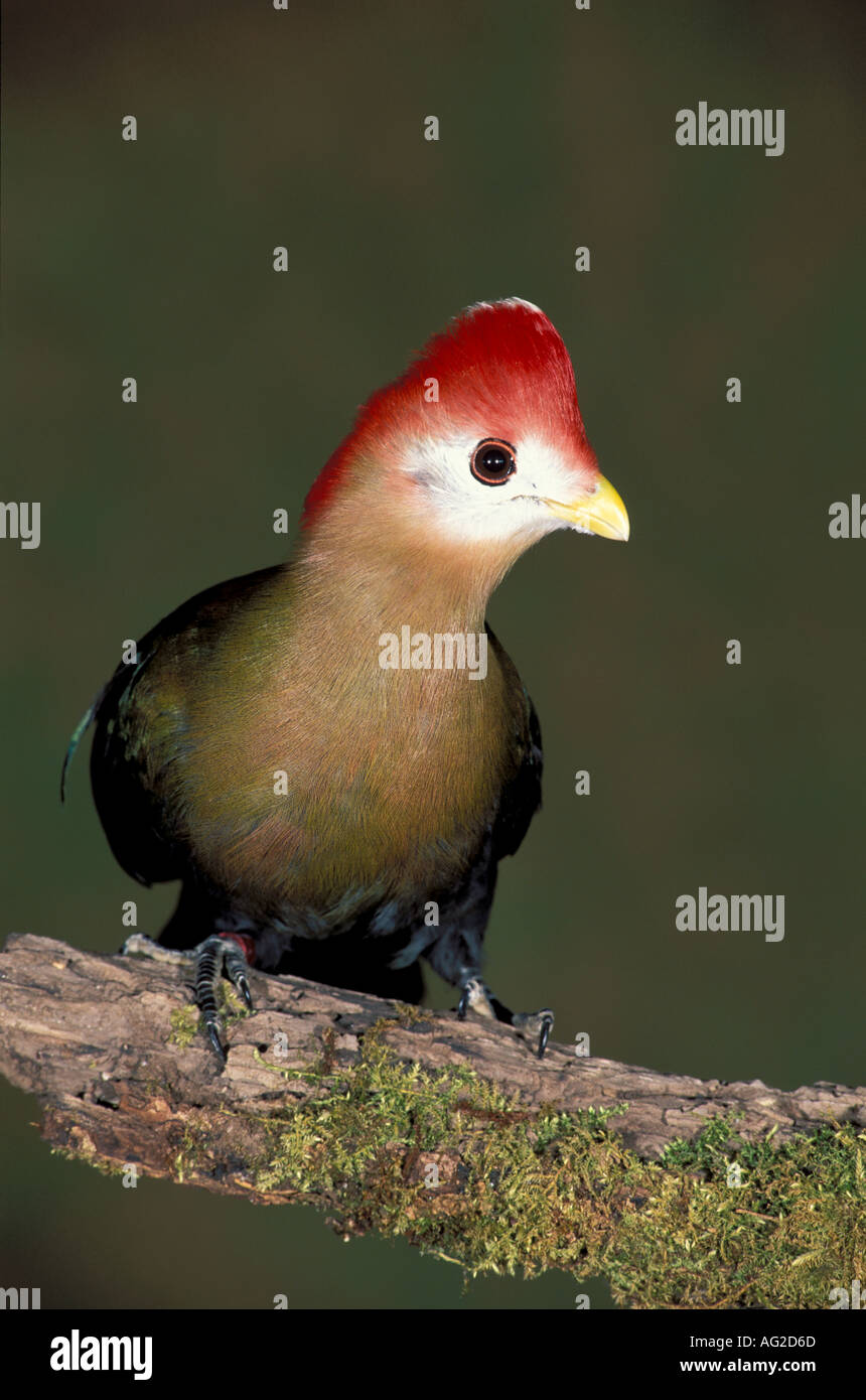 Bird Turaco Red crested turaco Stock Photo - Alamy