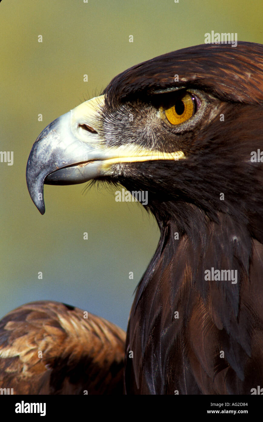 Bird Eagle Golden eagle Stock Photo - Alamy