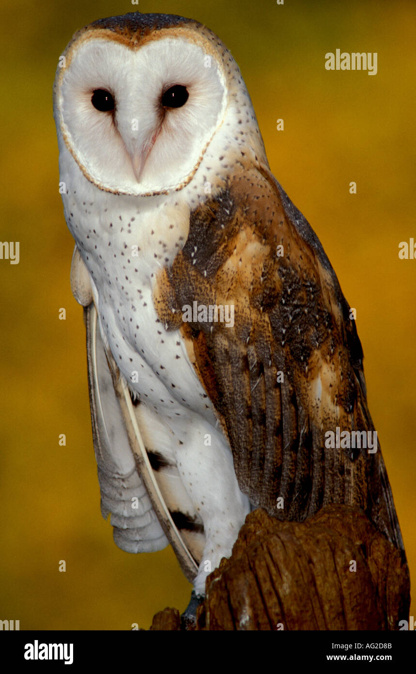 Pointed beak bird hi-res stock photography and images - Alamy