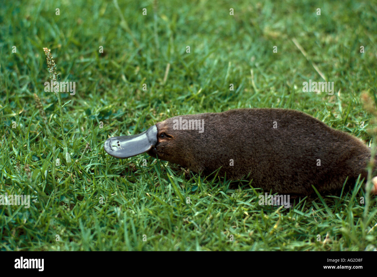 Horizontal duckbill duckbilled platypus beak bill fur crawl grass ...