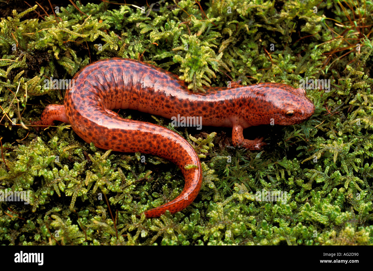 Amphibian Salamander Red Stock Photo - Alamy