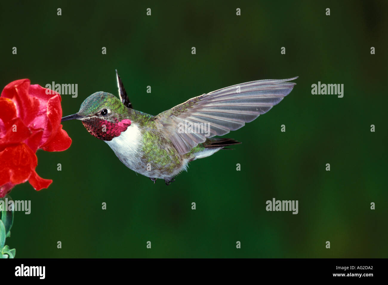 Bird Hummingbird Broad tailed Stock Photo - Alamy