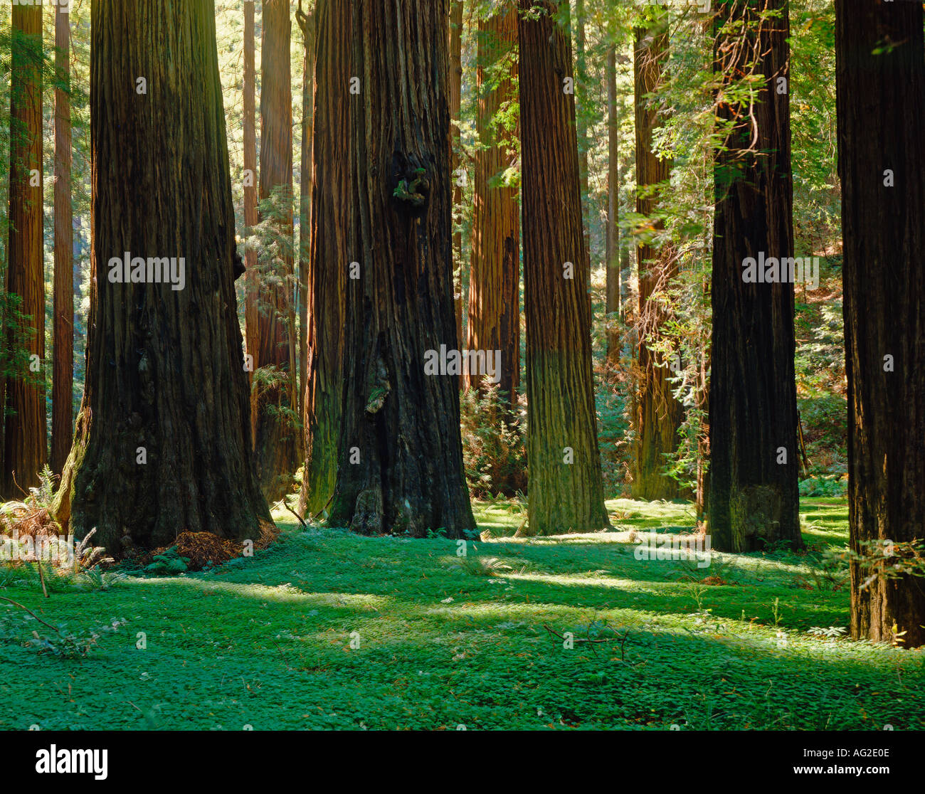 Logging lumber redwood hi-res stock photography and images - Alamy