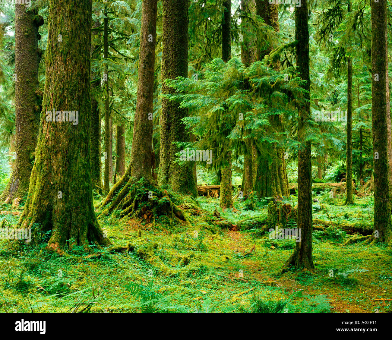 Logging lumber redwood hi-res stock photography and images - Alamy