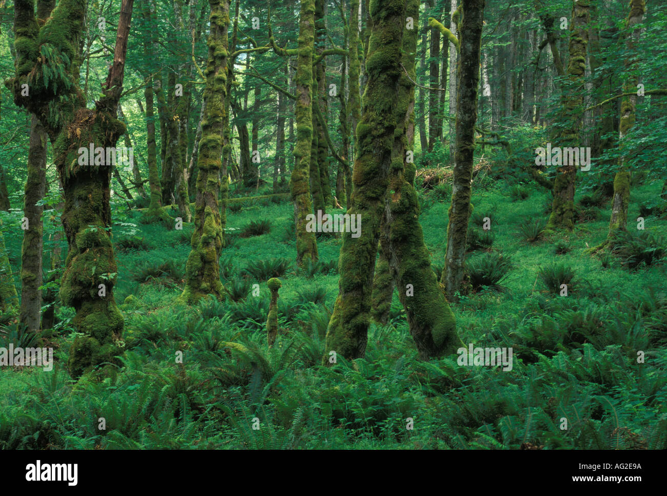 USA Washington Olympic National Park rainforest Stock Photo - Alamy