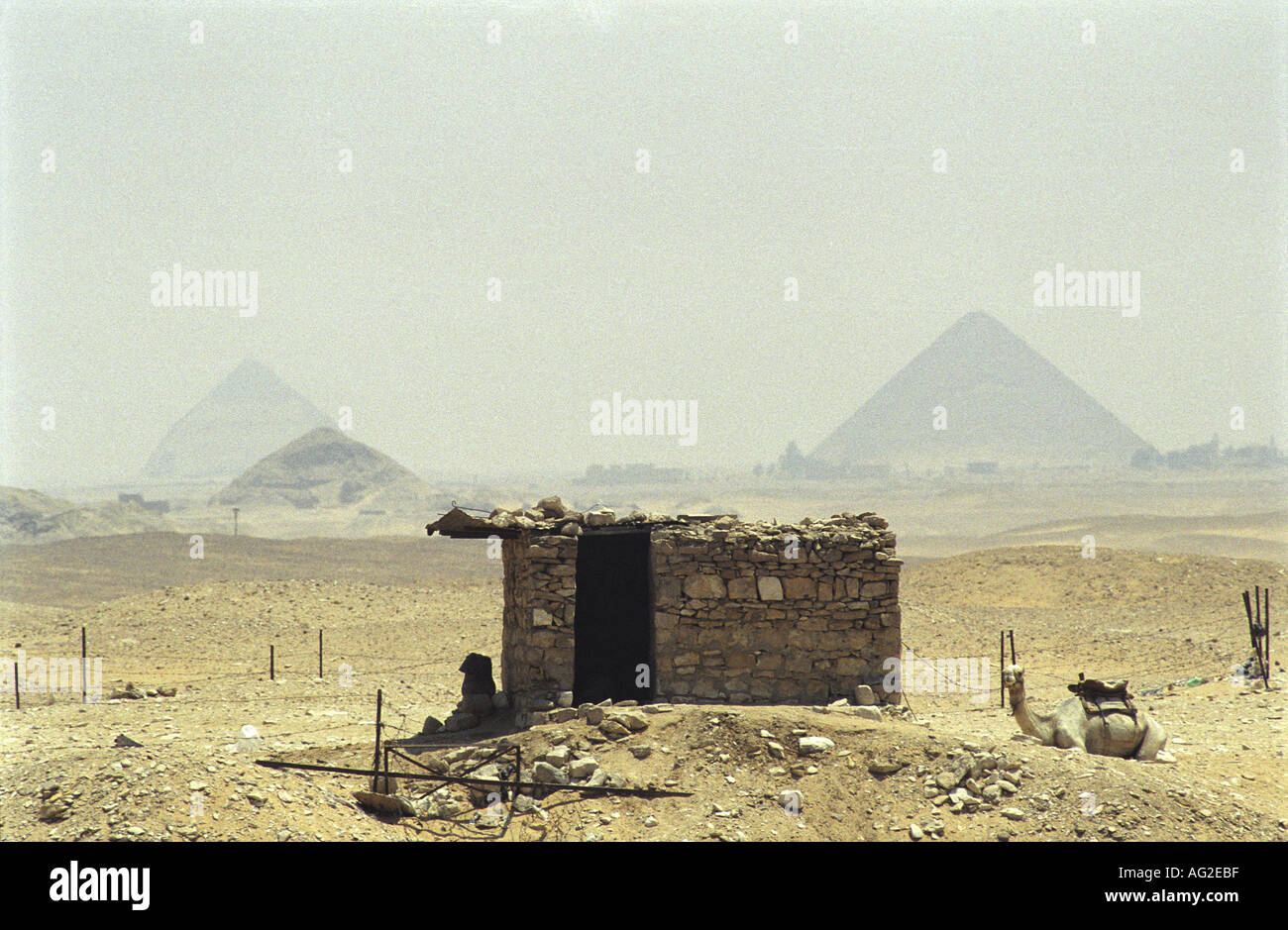 Camel resting next to a shed with the Pyramids in the background Stock ...