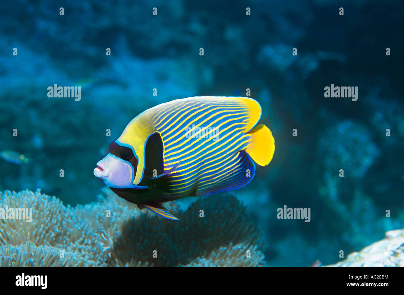 Emperor Angelfish over coral Stock Photo - Alamy