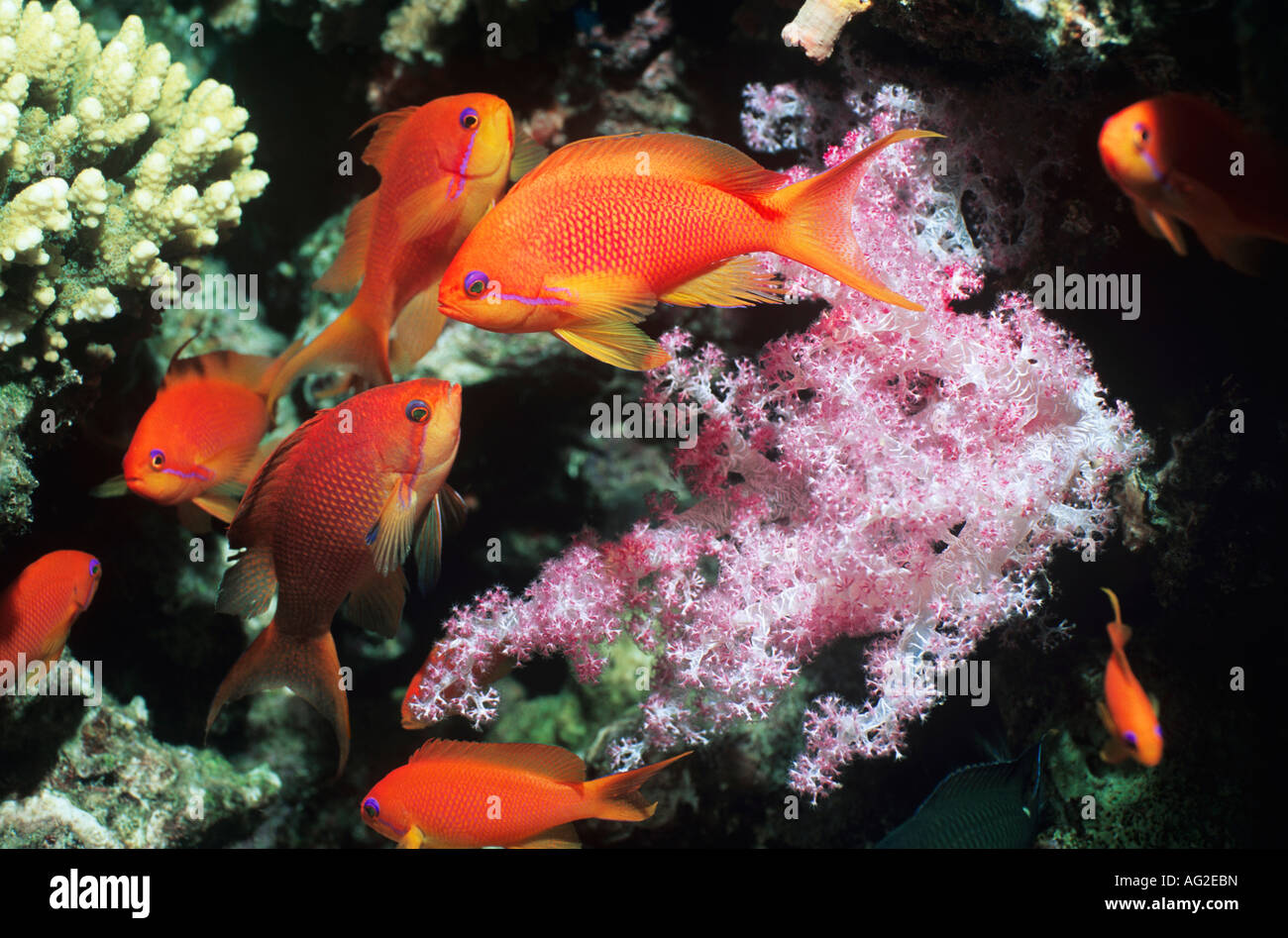 School of Flame Angelfish on reef Stock Photo - Alamy