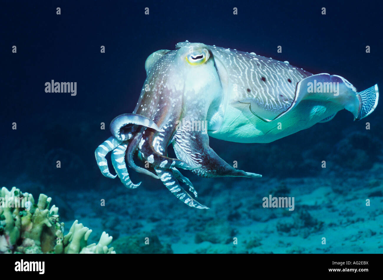 Cuttlefish hi-res stock photography and images - Alamy