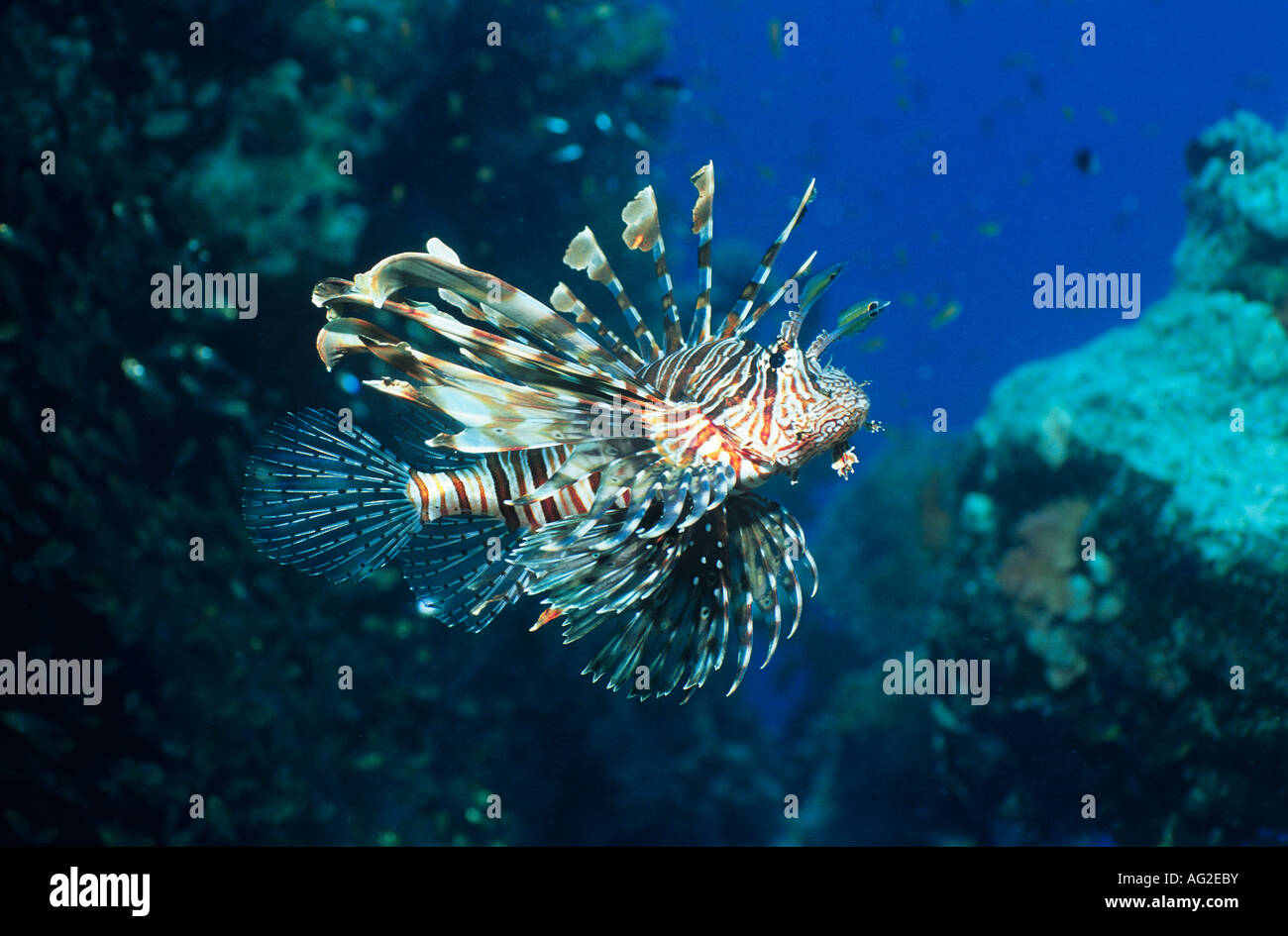 Lionfish pattern hi-res stock photography and images - Alamy