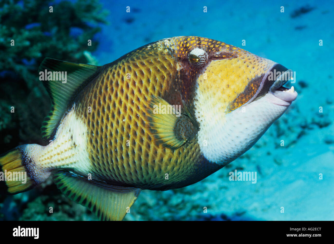 Parrot fish in ocean Stock Photo - Alamy