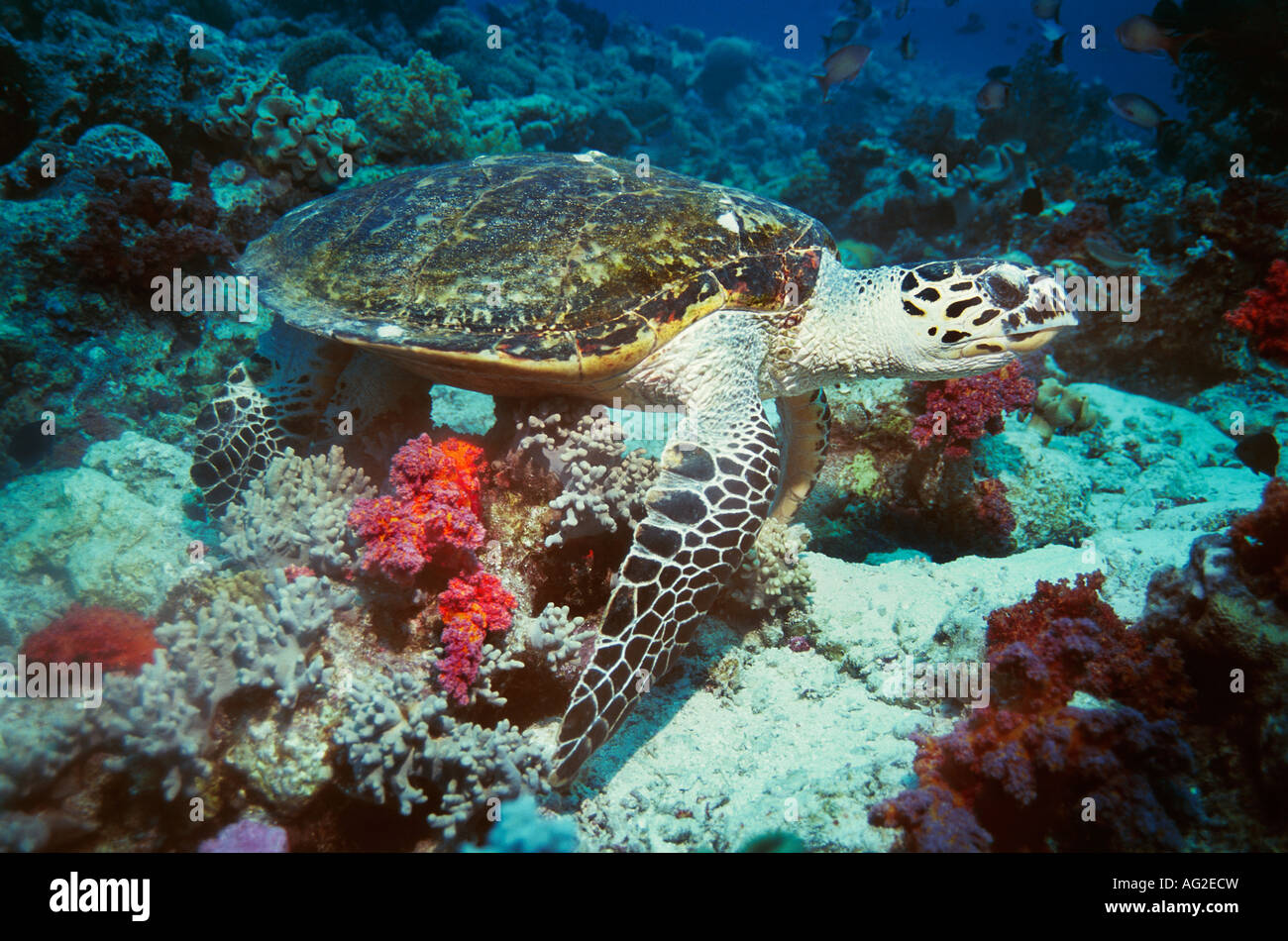 Green Turtle on coral reef Stock Photo - Alamy