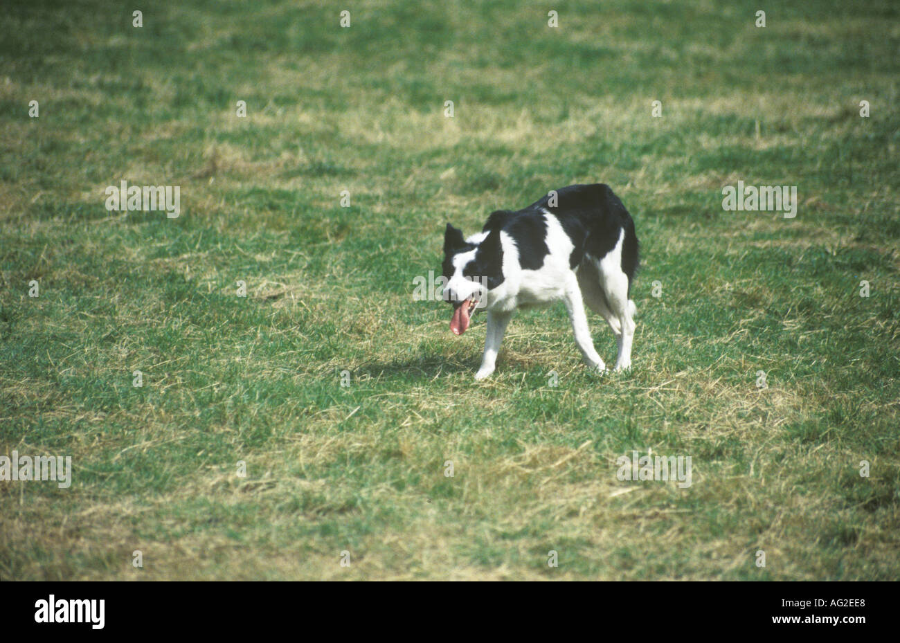 Dog chase sheep hi-res stock photography and images - Alamy