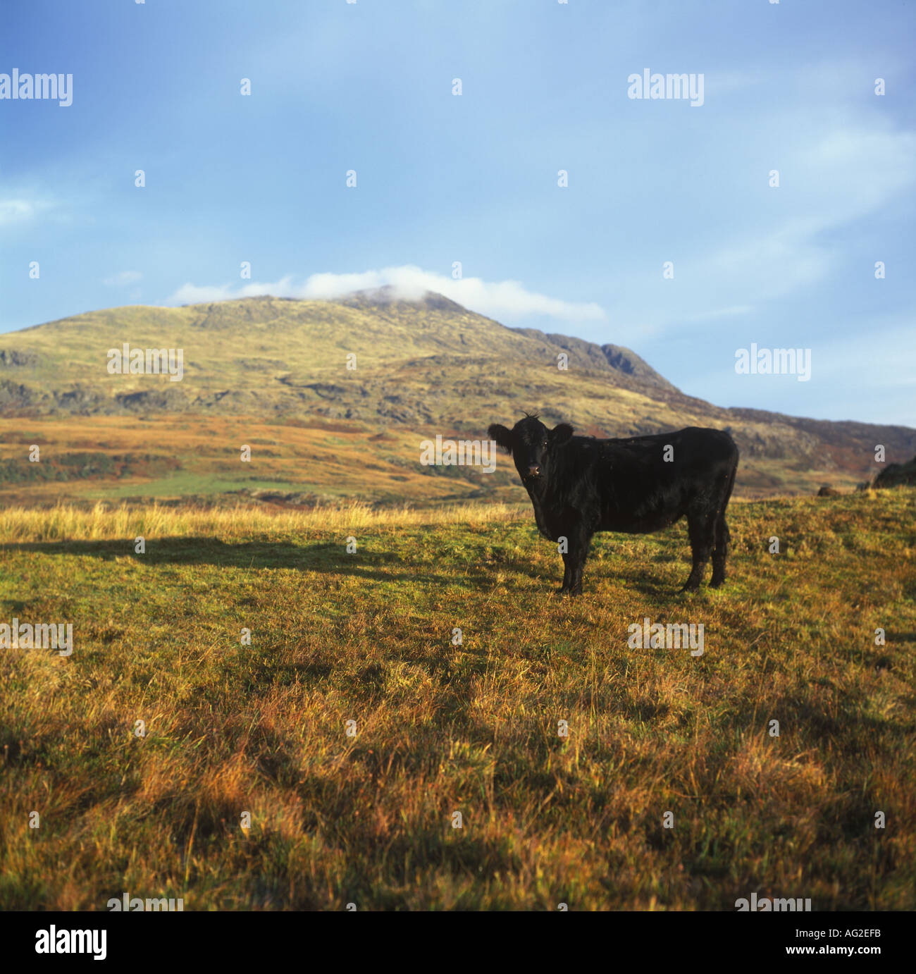 Welsh Black Cattle Wales UK 40604PA Stock Photo - Alamy