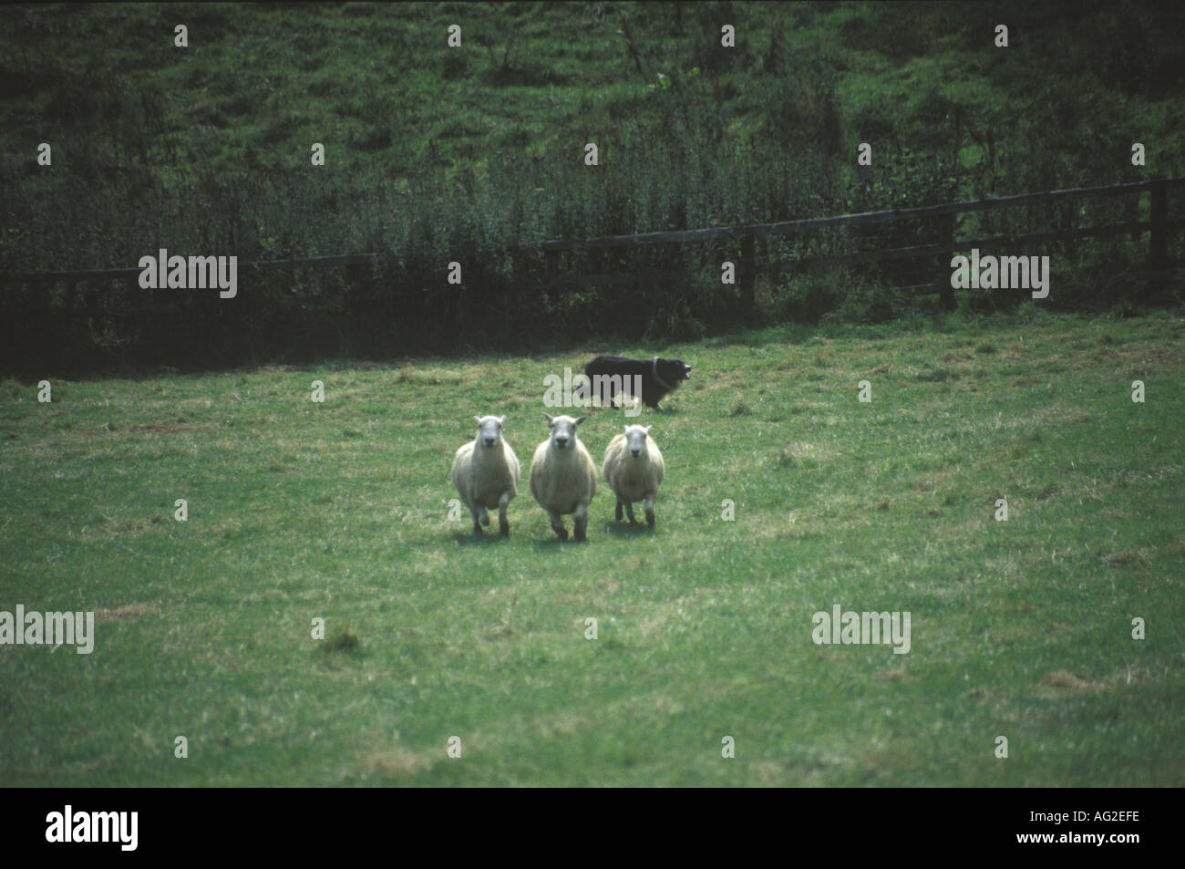 Chasing sheep hi-res stock photography and images - Alamy