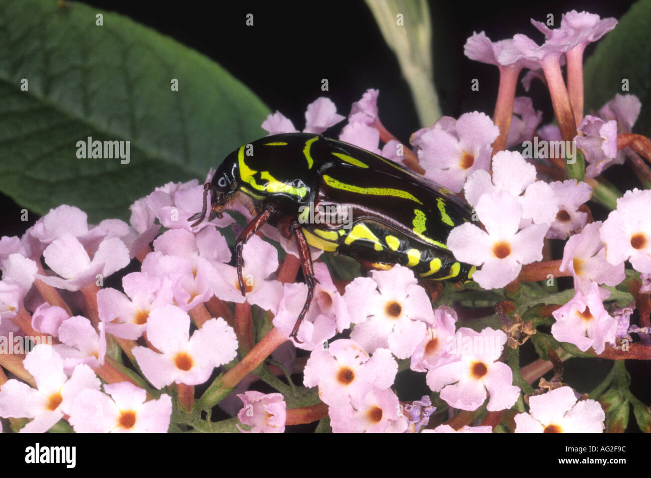 Fiddler Beetle or Rose Chafer, Eupoecila australasiae, is a colourful k ...