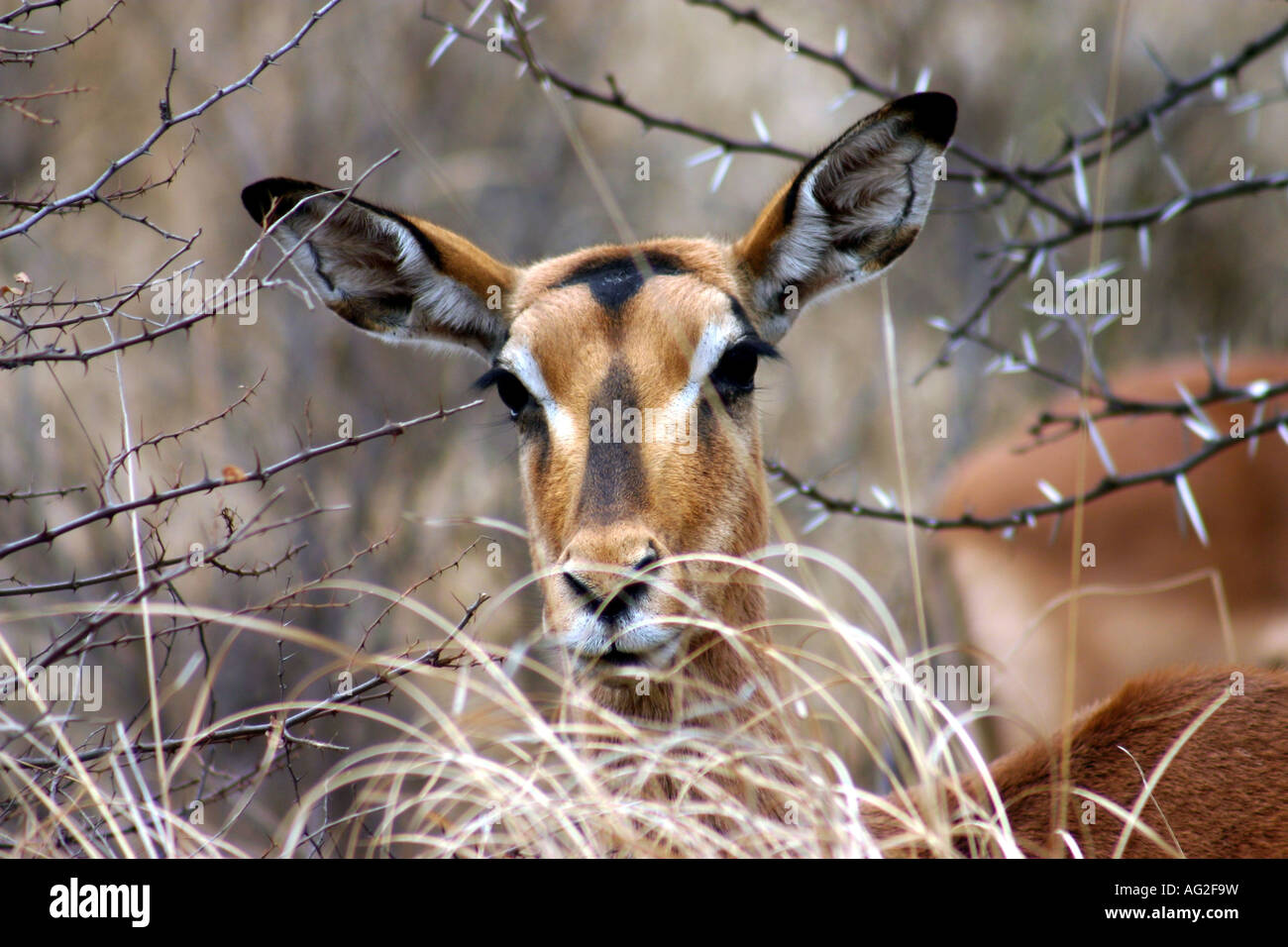 Africa bushveld hi-res stock photography and images - Alamy