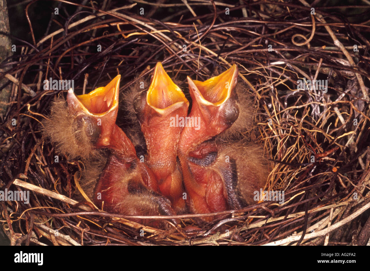 Butcher babies hi-res stock photography and images - Alamy