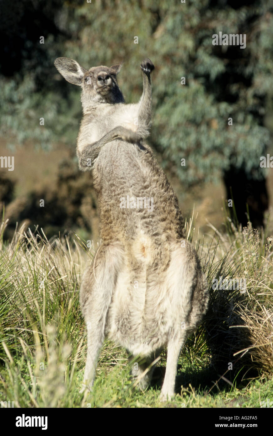 Eastern Grey Kangaroo, Macropus giganteus, standing upright and boxing ...