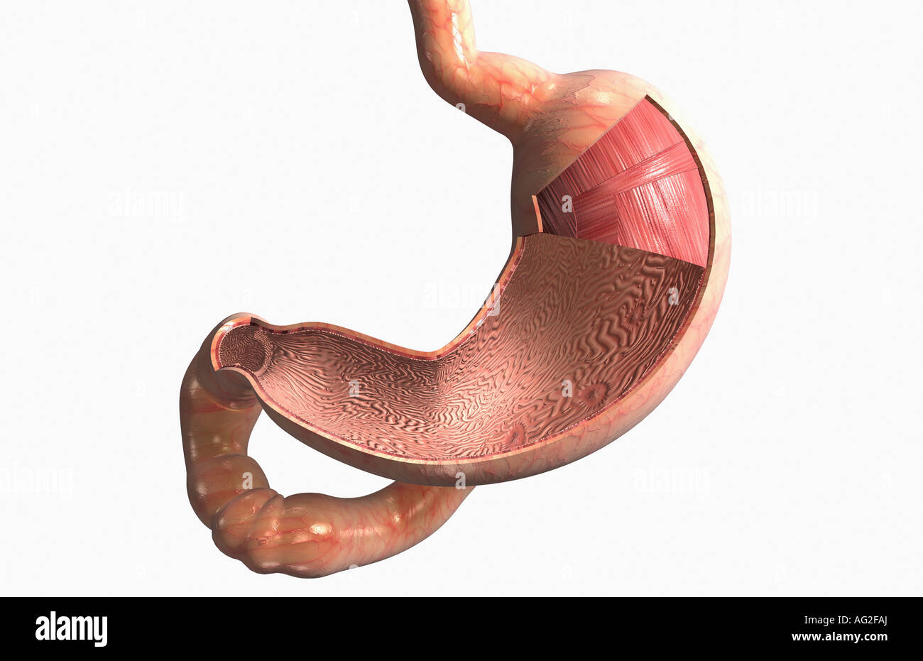 Rugae hi-res stock photography and images - Alamy