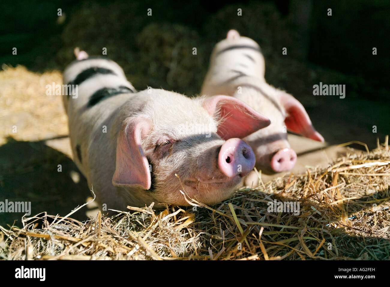 Pig genus hi-res stock photography and images - Alamy