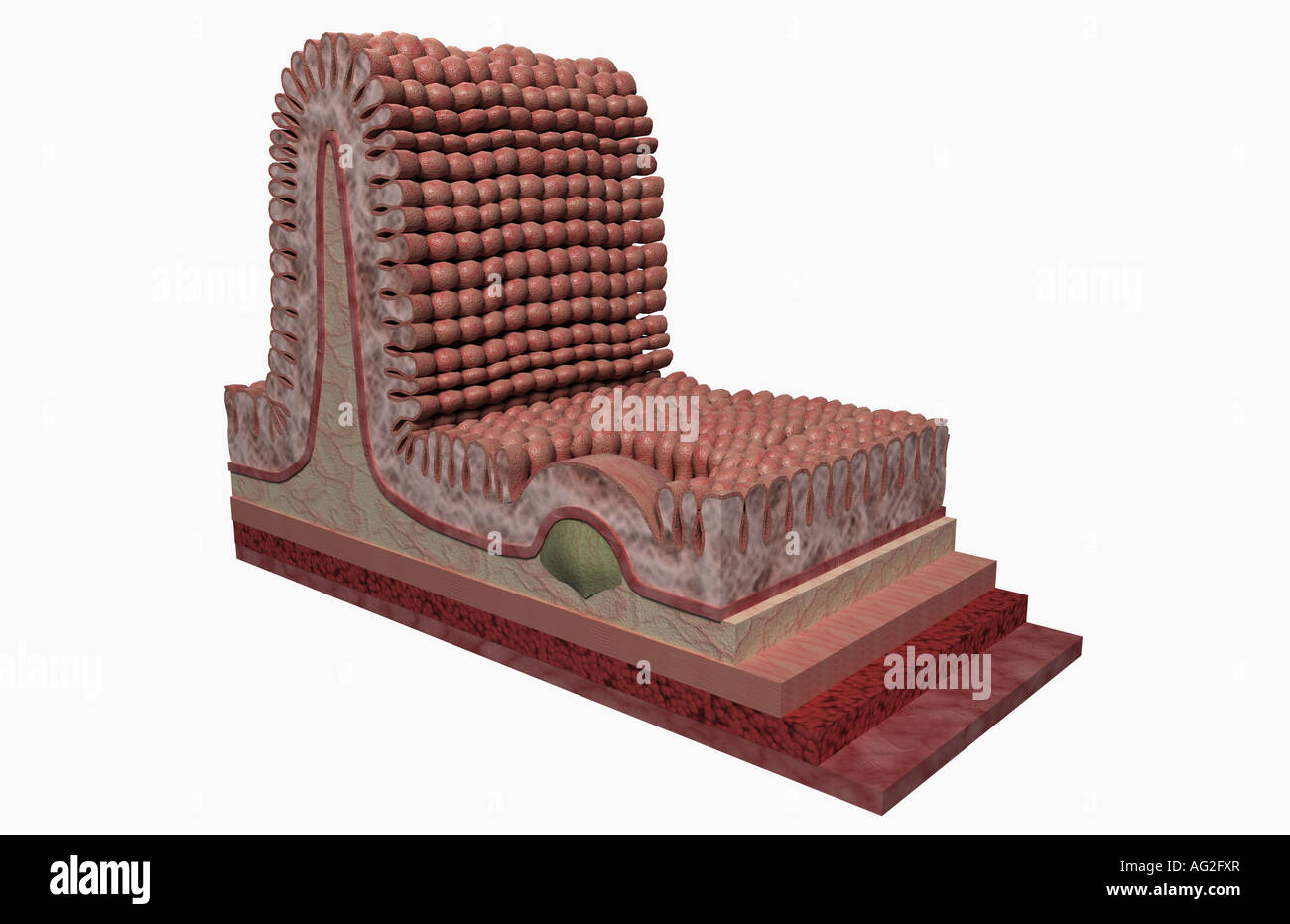 Intestinal wall hi-res stock photography and images - Alamy