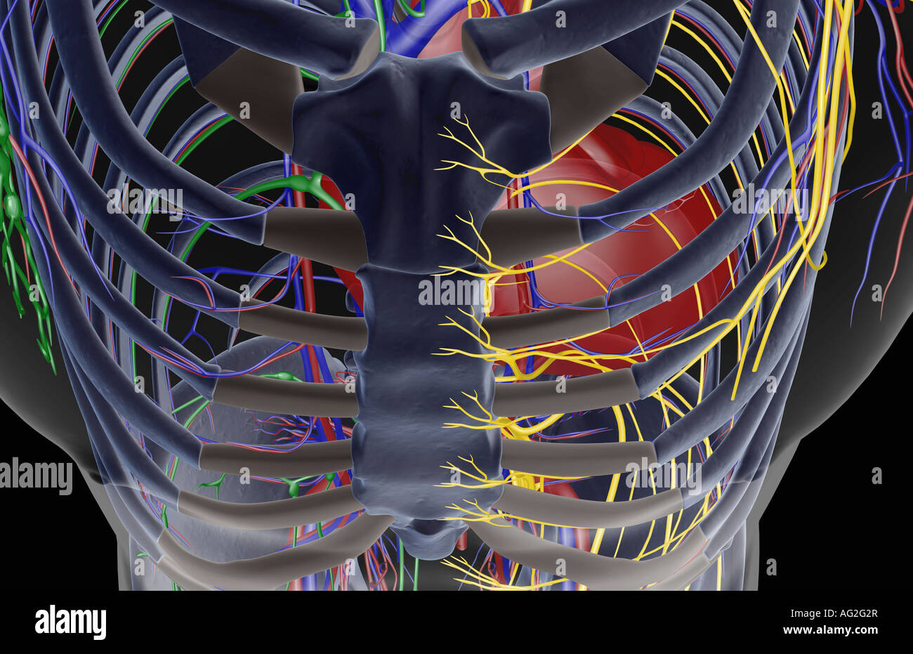 The blood supply of the chest Stock Photo - Alamy