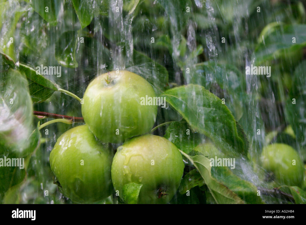 Raining apples hi-res stock photography and images - Alamy