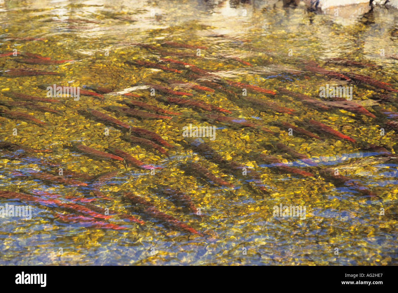 Artificial spawning hi-res stock photography and images - Alamy
