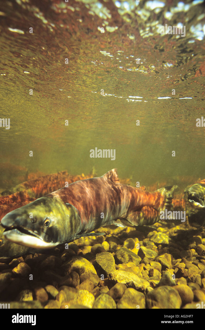 Fish spawning beds hi-res stock photography and images - Alamy