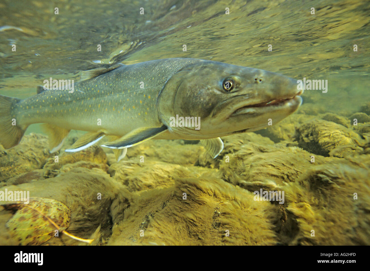 Bull trout hi-res stock photography and images - Alamy