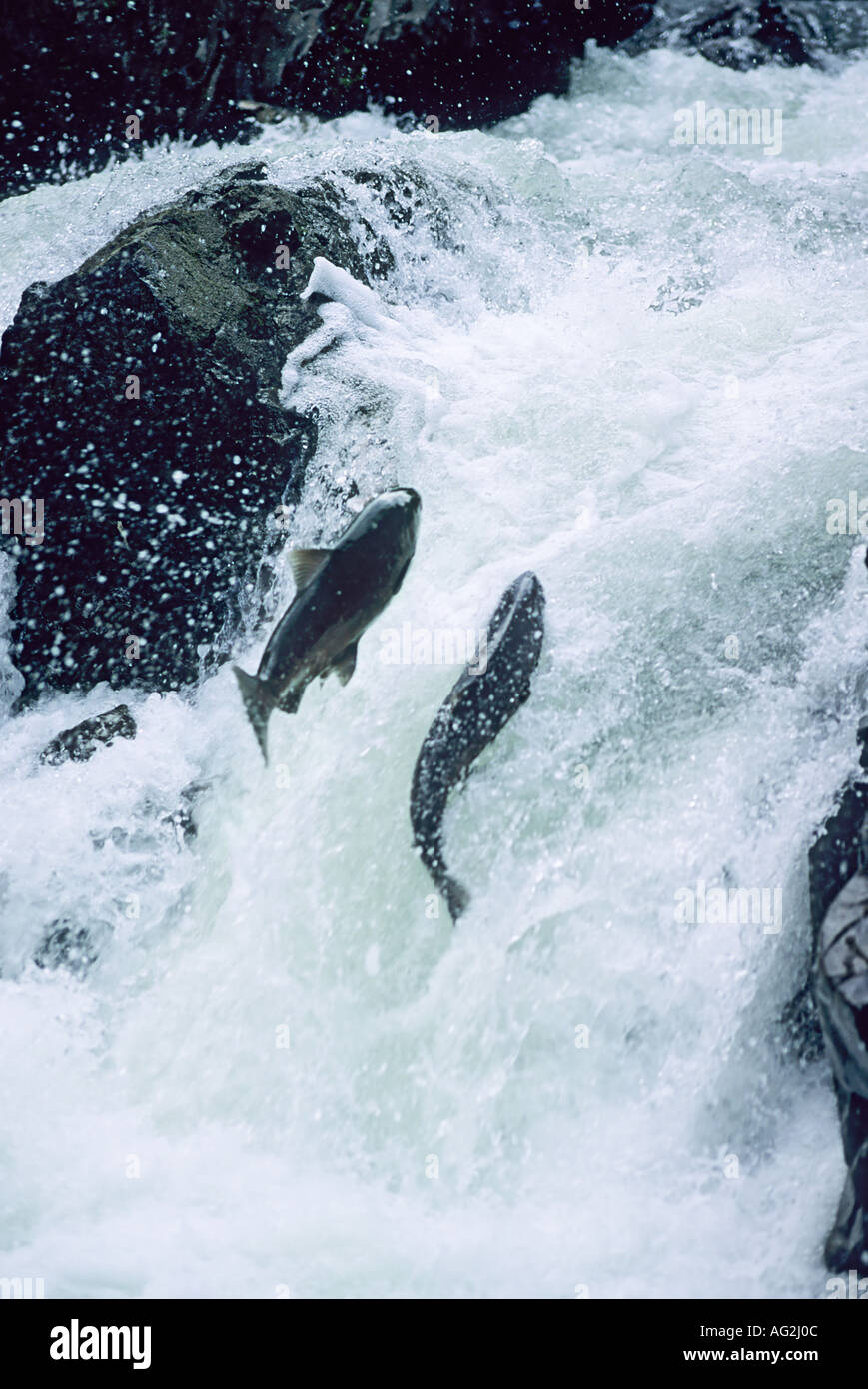 Chinook salmon jumping hi-res stock photography and images - Alamy