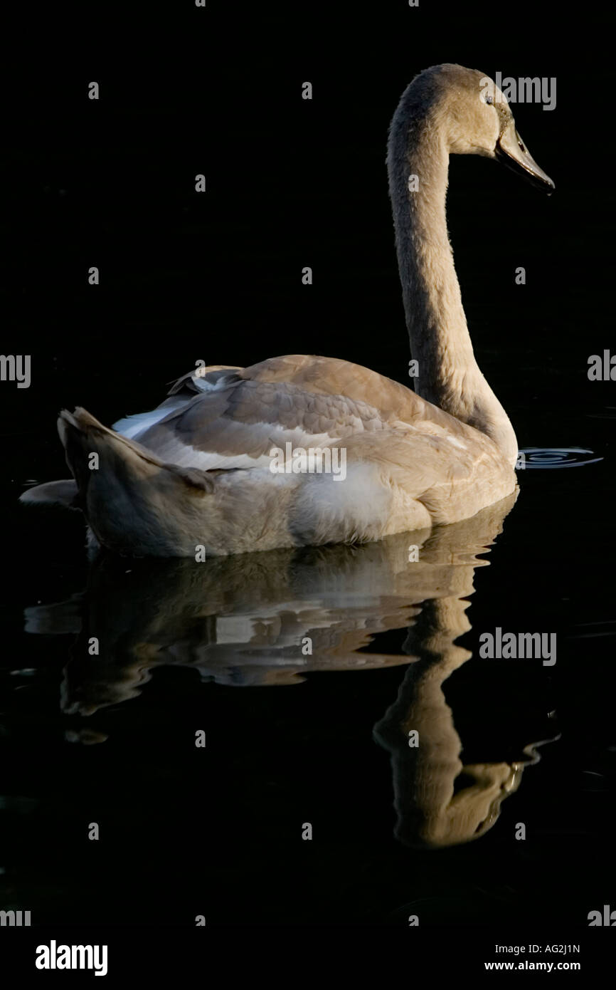 A young white swan and its reflection in the early evening sunlight ...