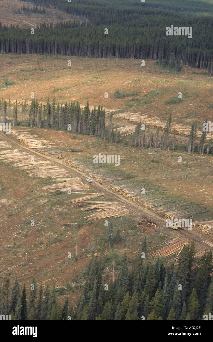 Feller buncher logging viewed from the air Ootsa Lake area Britsh ...