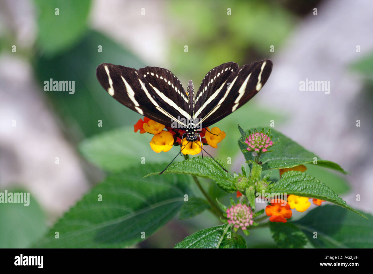 The Zebra Longwing (Heliconius charithonia) Butterfly Stock Photo - Alamy