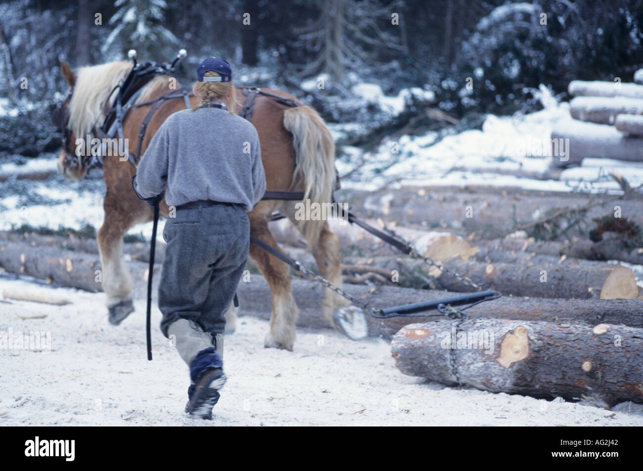 Horse logging hi-res stock photography and images - Alamy