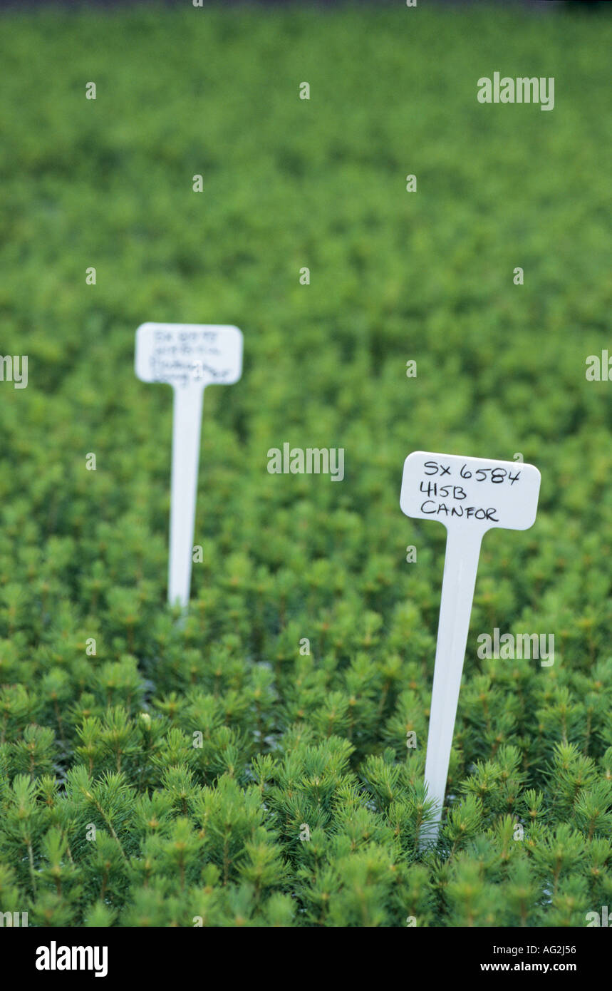 Greenhouse seedling for reforestation hi-res stock photography and ...